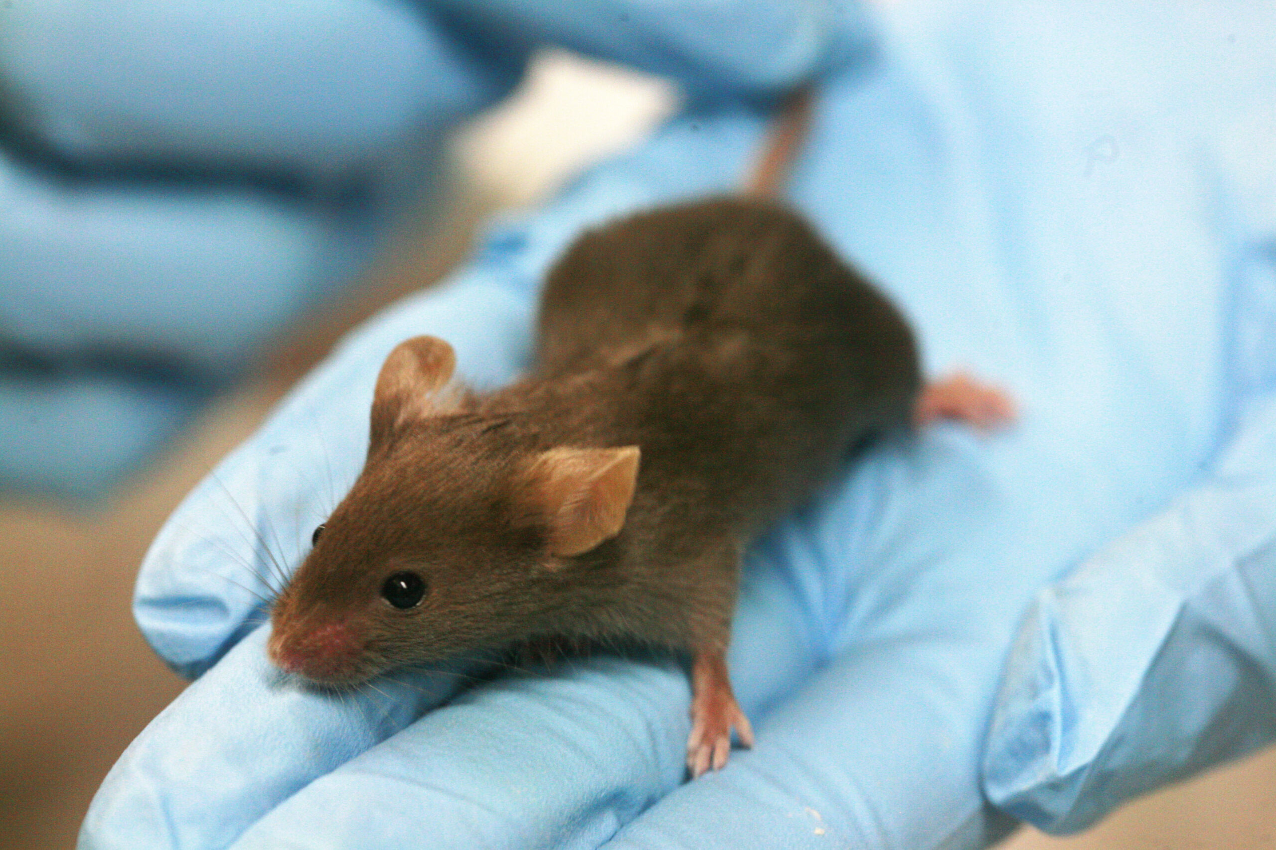 Protecting healthcare records from cyber attacks is a game of cat and ...